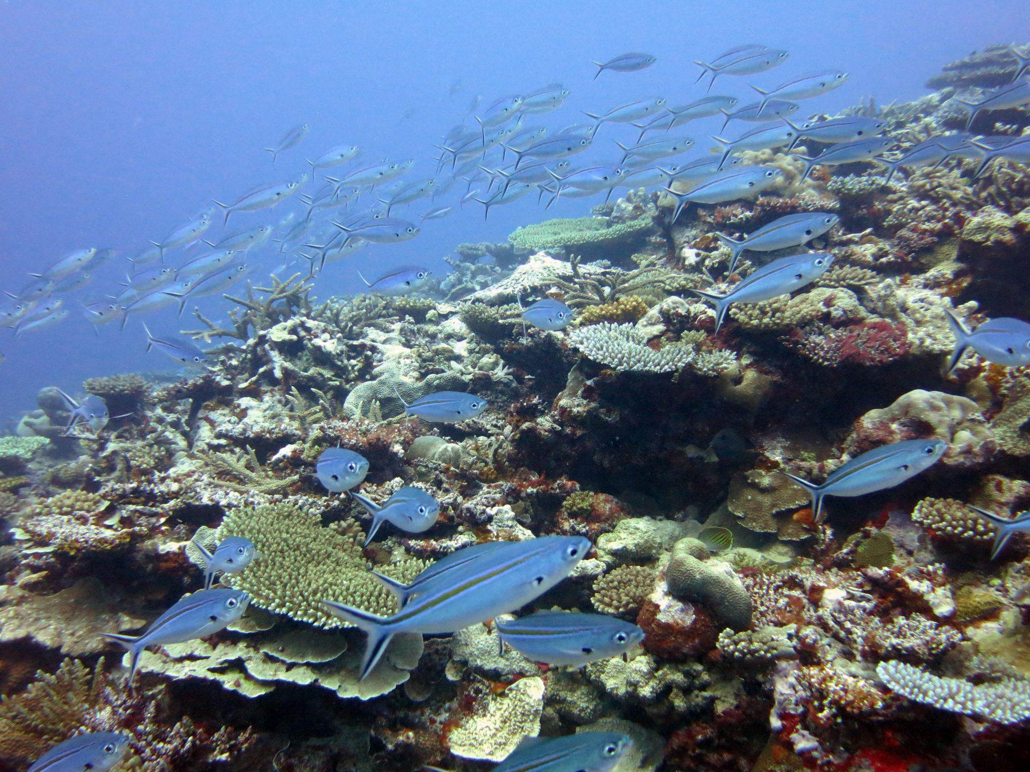 Community Marine Monitoring Toolkit - C2O Consulting